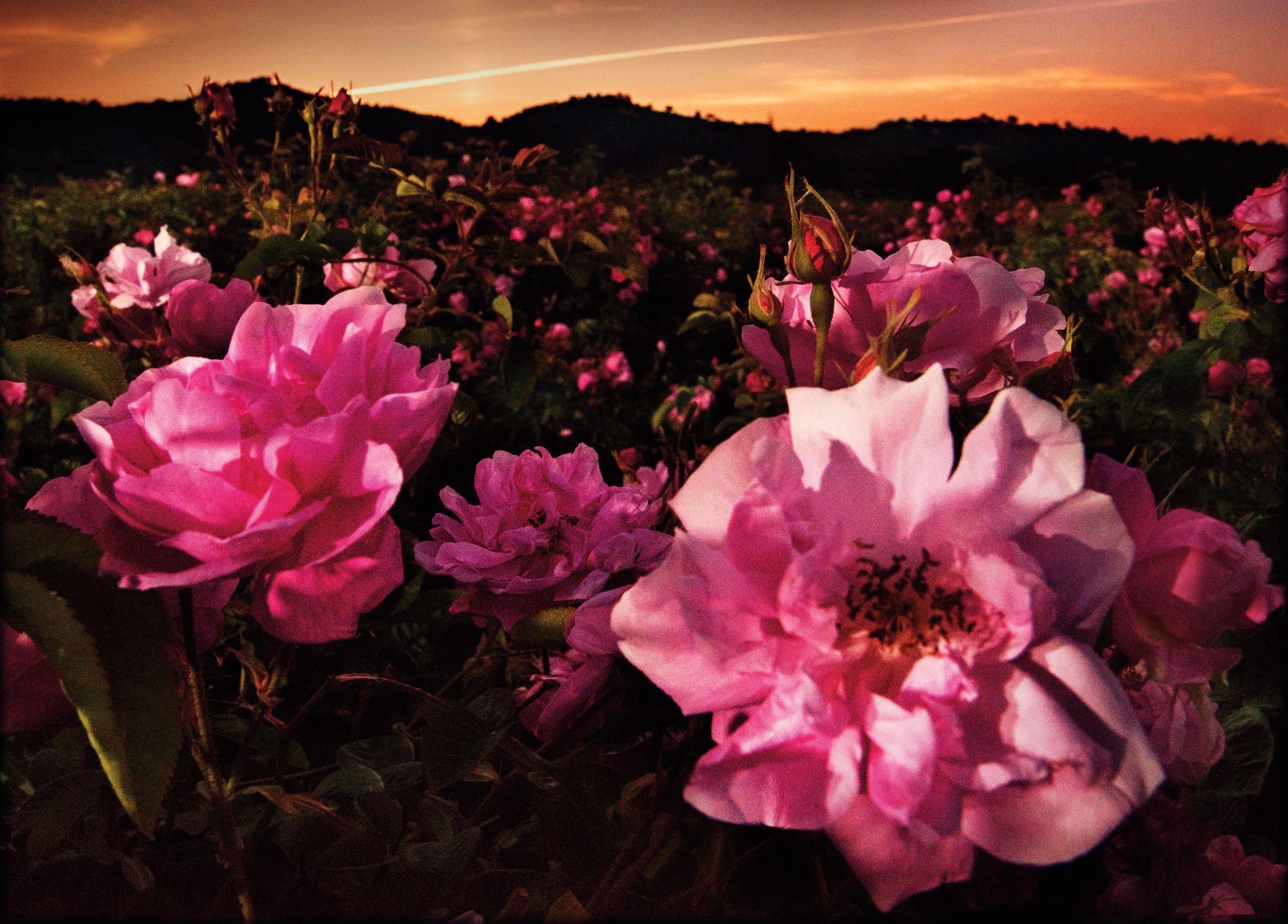 Brighten and Balance yourself with the Elegant Rose - Argital Malaysia